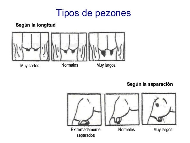 Anatomia glandula mamaria