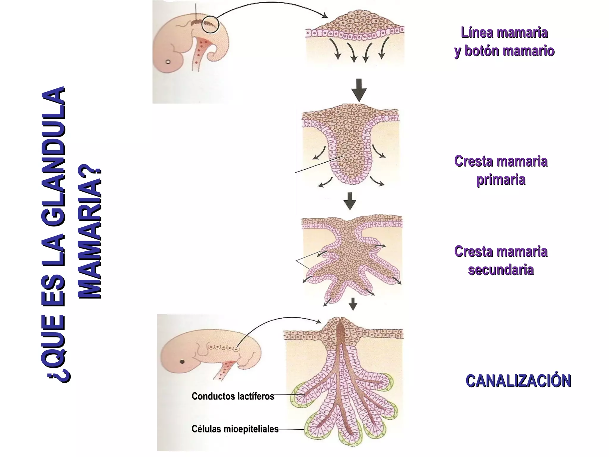 Anatomia glandula mamaria | PPT