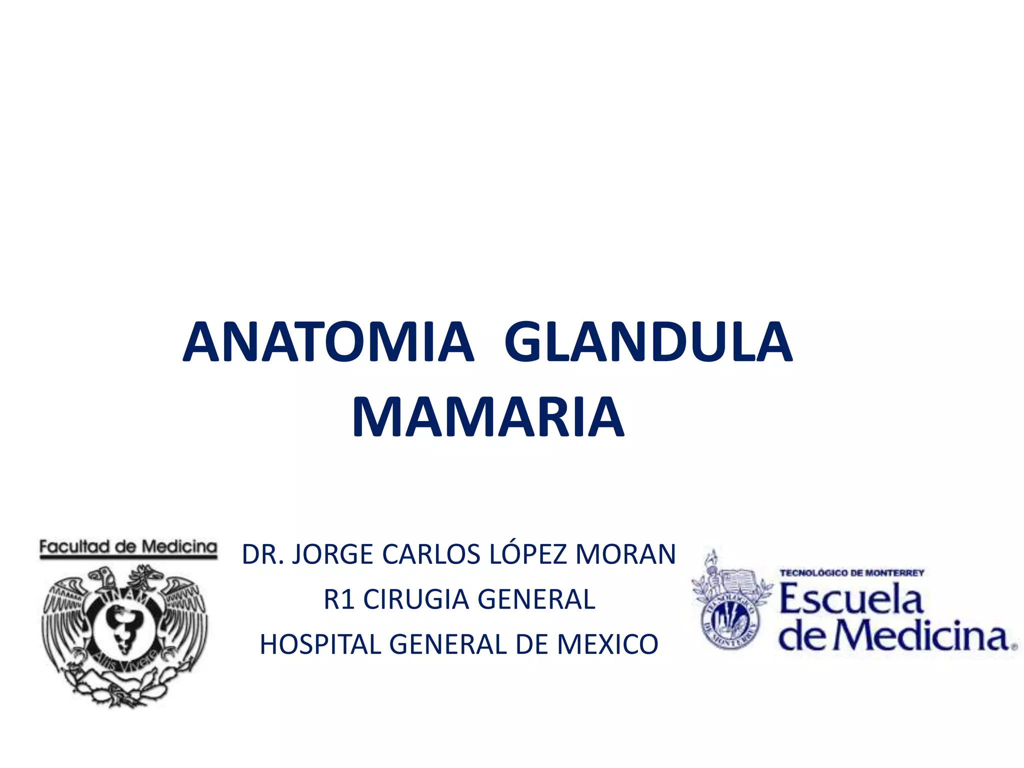 Anatomia glandula mamaria | PPTX