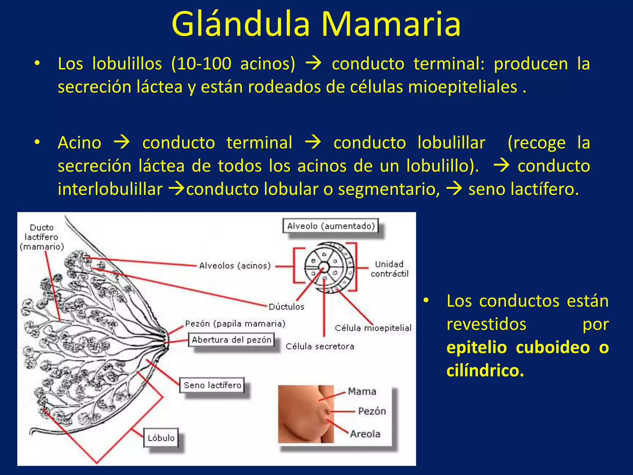 Anatomia glandula mamaria