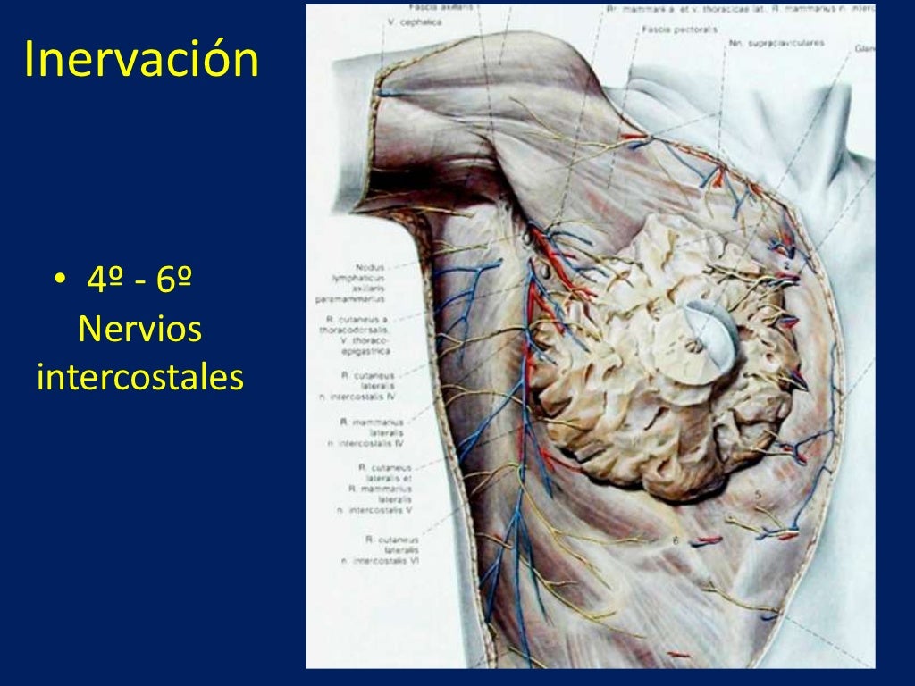 Como São As Glândulas Mamárias - FDPLEARN