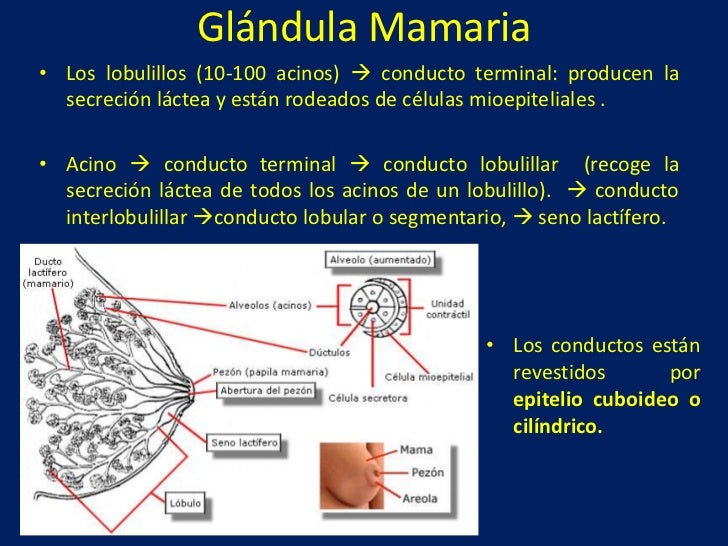 Anatomia Glandula Mamaria
