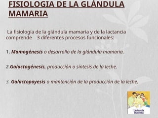 Anatomia de la Glándula Mamaria 11.ppt