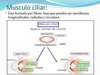 Anatomia globo ocular | PPTX