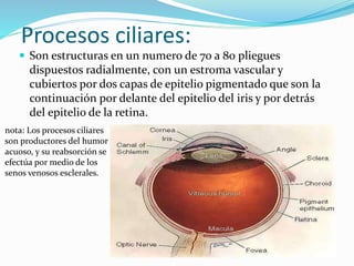 Anatomia globo ocular | PPTX