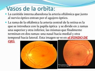 Anatomia globo ocular | PPTX
