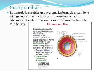 Anatomia globo ocular | PPTX