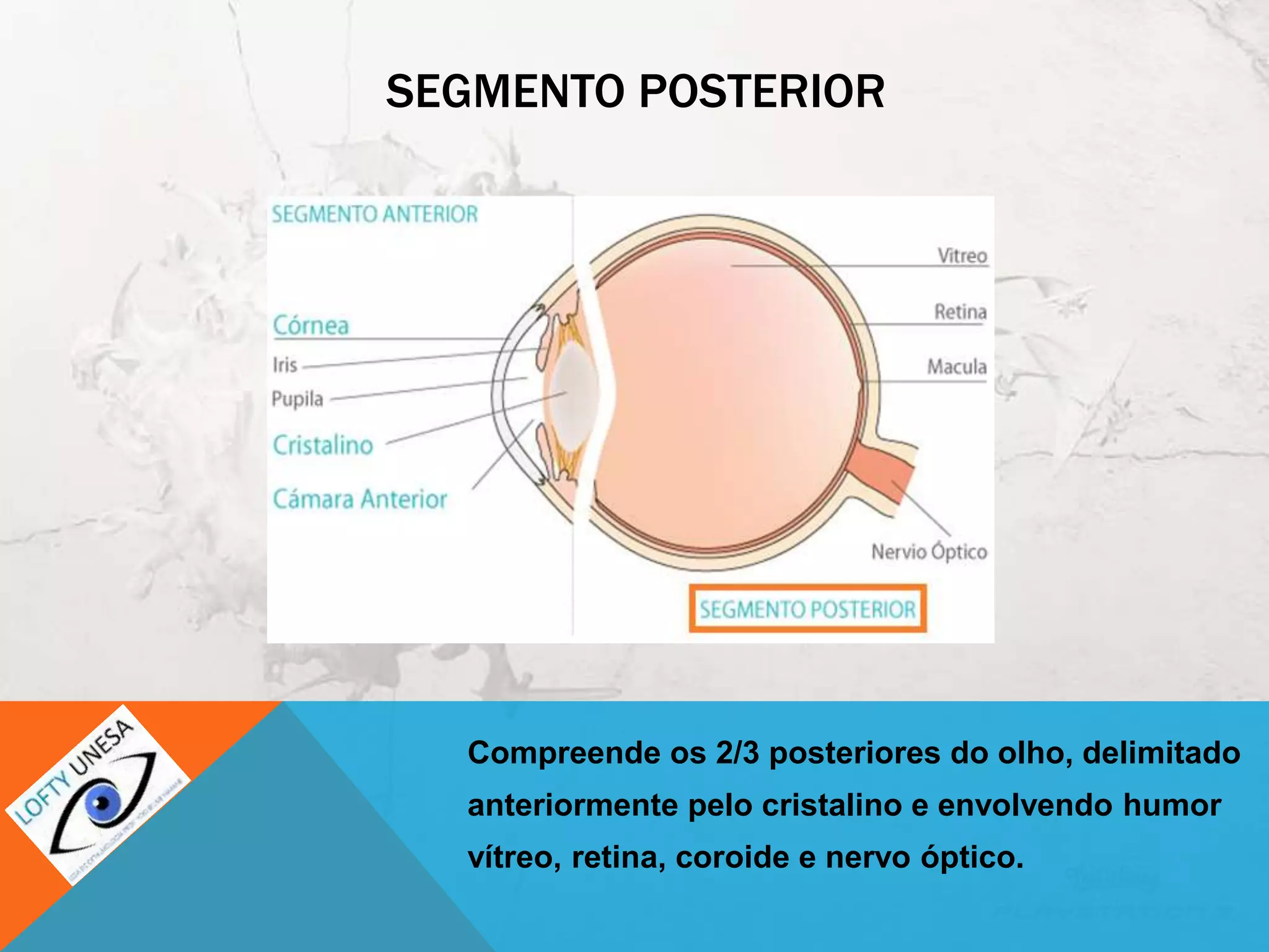 Anatomia globo ocular | PPTX