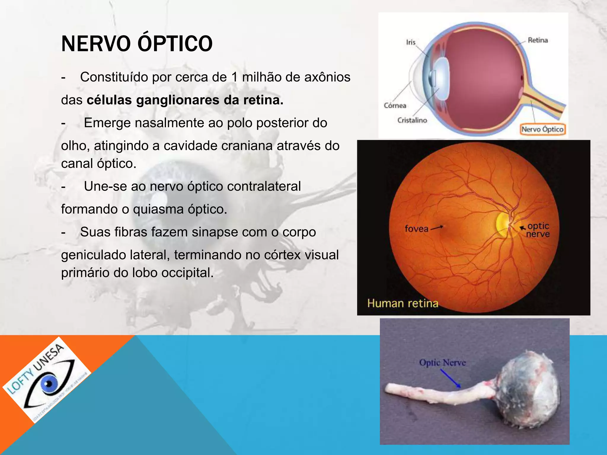 Anatomia globo ocular | PPTX