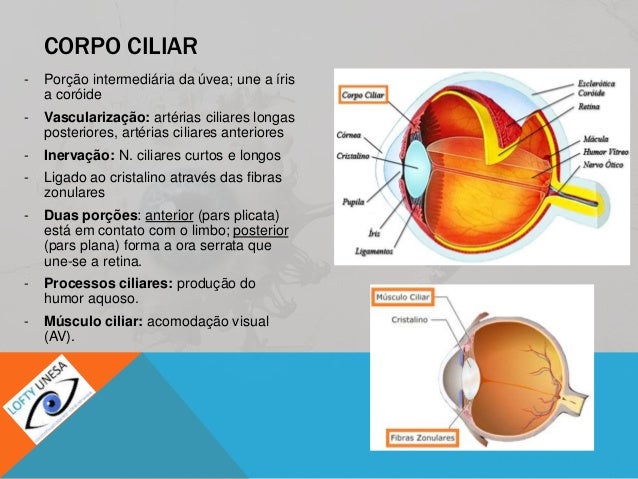 Anatomia globo ocular