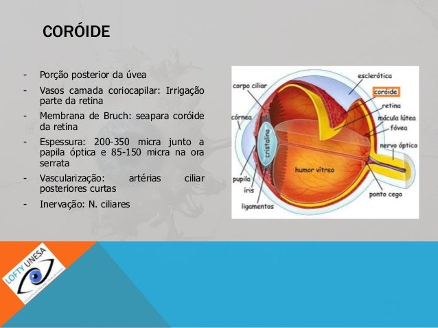 Anatomia globo ocular