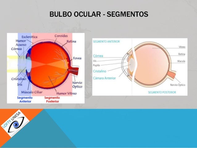 Anatomia globo ocular