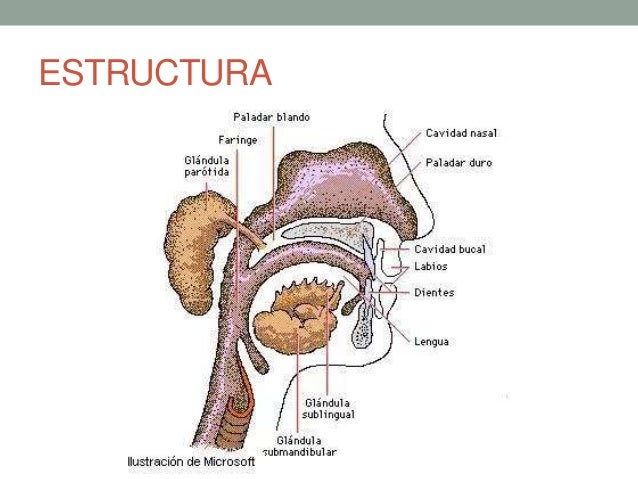 Anatomia del Sentido del gusto