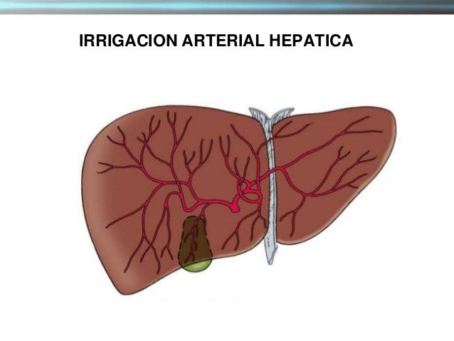 Anatomia hepatica