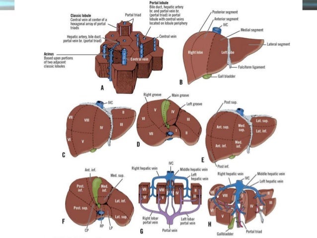 Anatomia hepatica