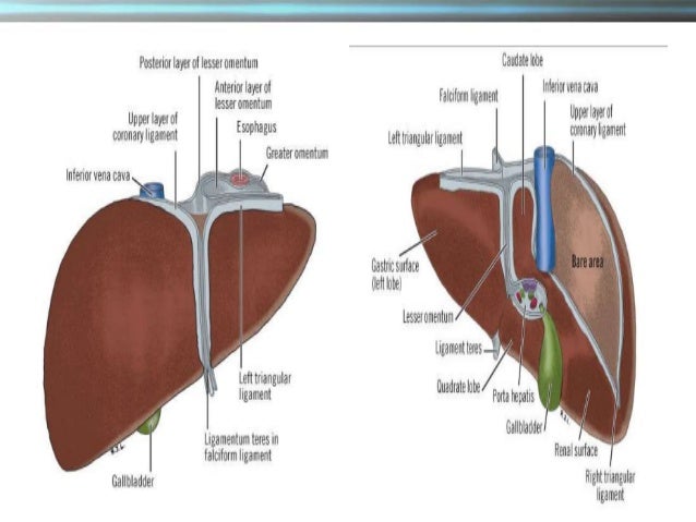 Anatomia hepatica