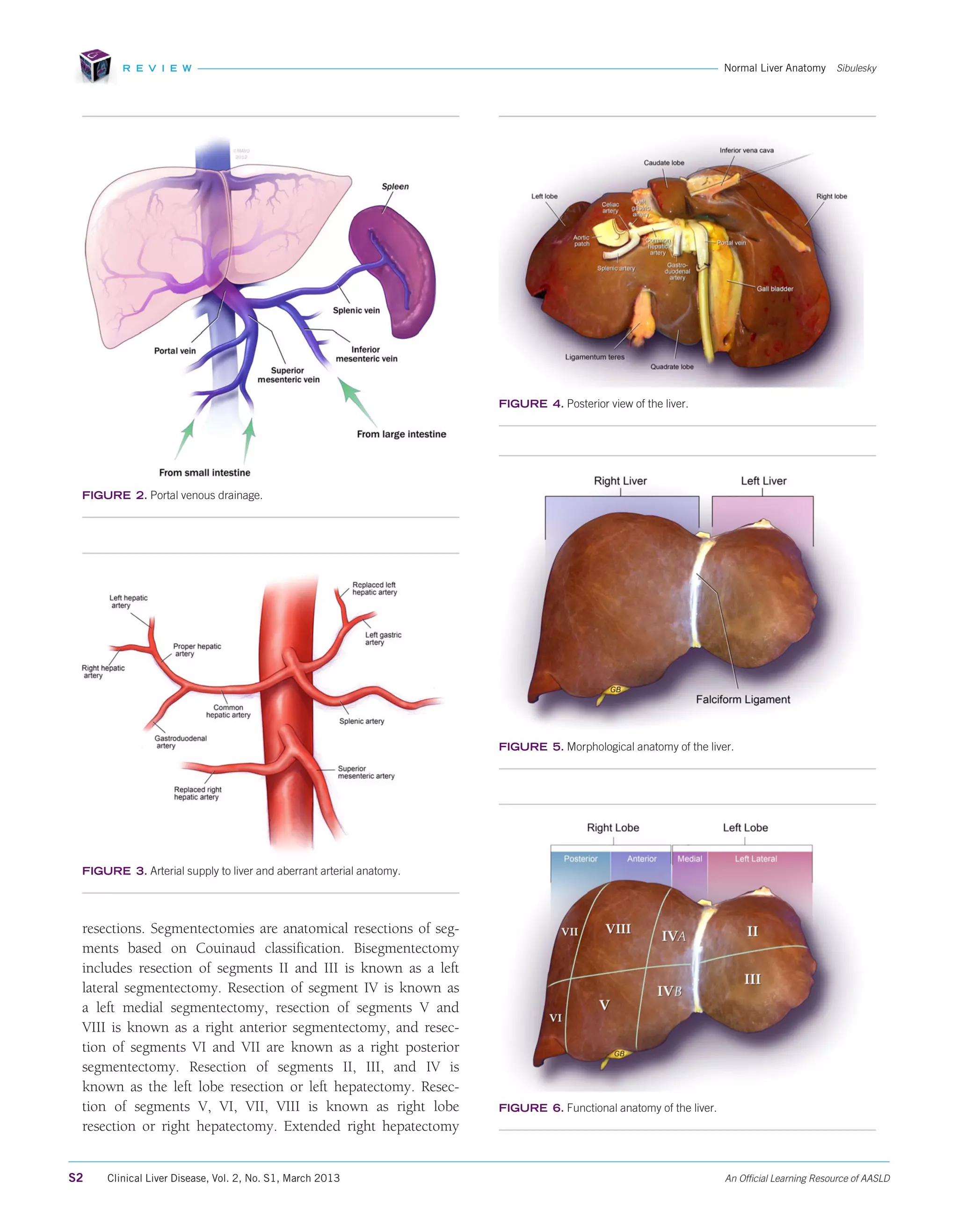 Anatomia hepática normal (2013) | PDF