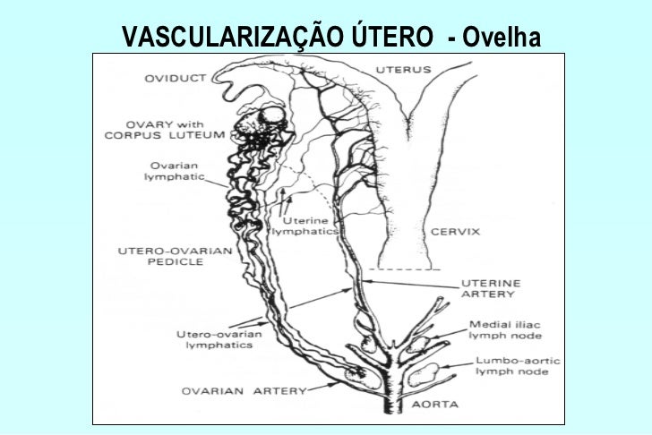 Anatomia histofuncional do sistema genital feminino pdf
