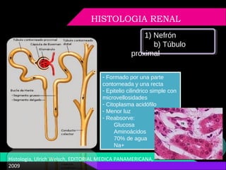 Anatomia, histologia y embriologia renal | PPT