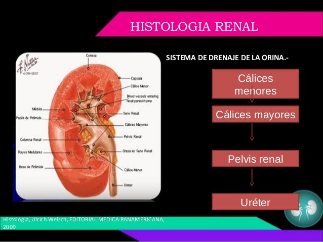 Anatomia, histologia y embriologia renal