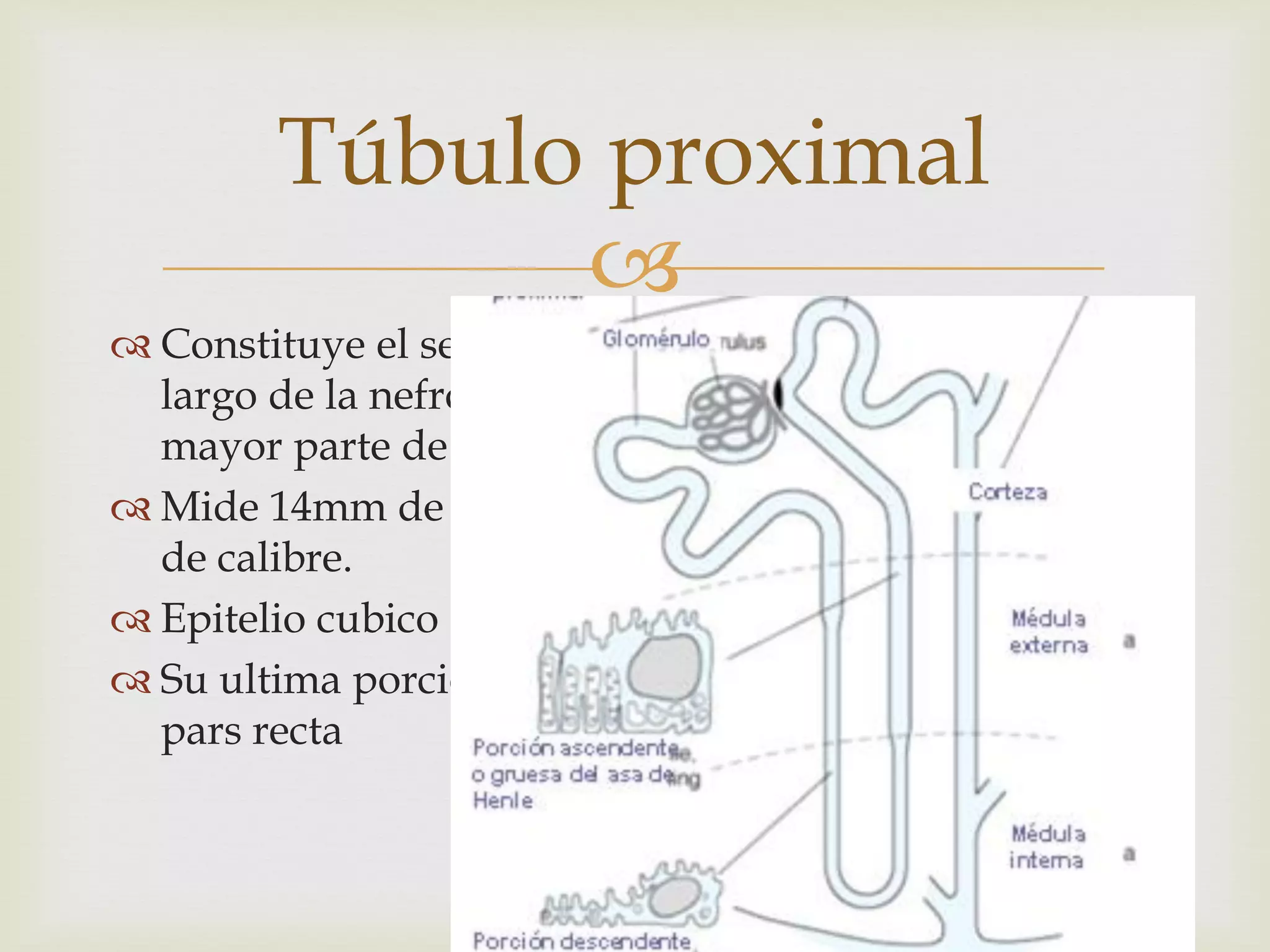 Anatomia Histologia Embriologia Y Fisiologia Renal | PDF