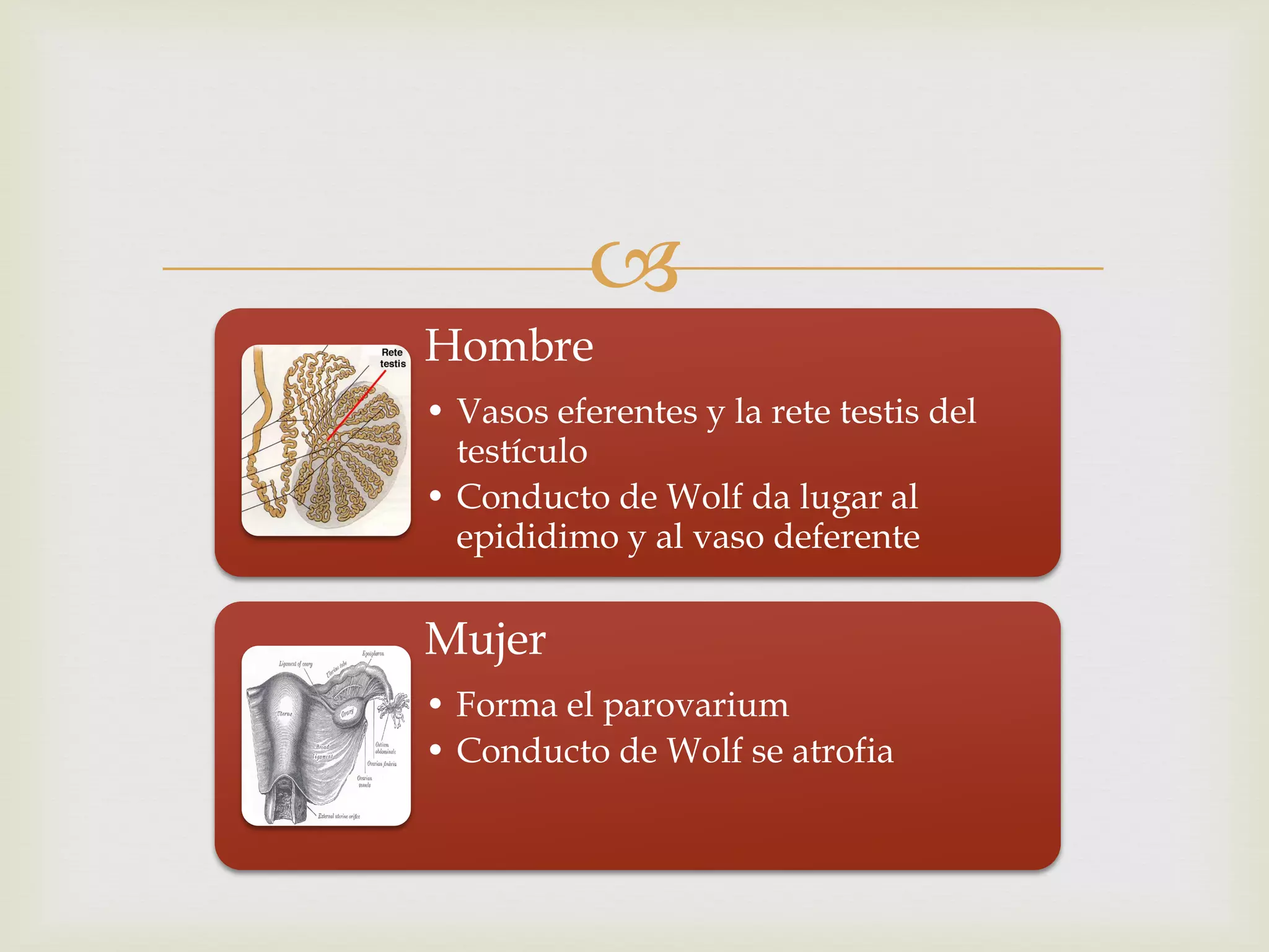 Anatomia Histologia Embriologia Y Fisiologia Renal | PDF
