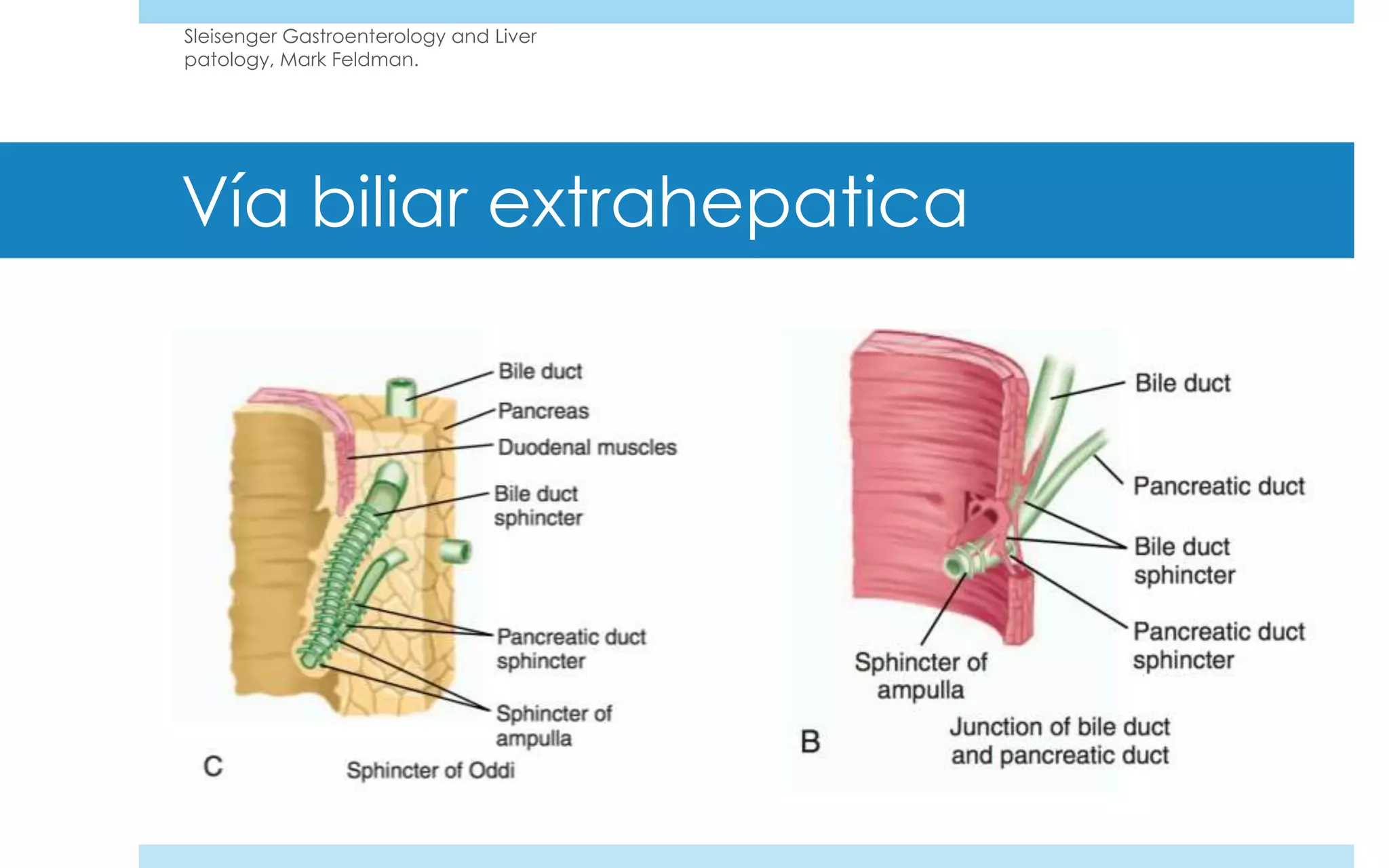 Anatomia, histologia y fisiologia biliar | PPTX