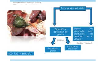 Anatomia, histologia y fisiologia biliar | PPTX