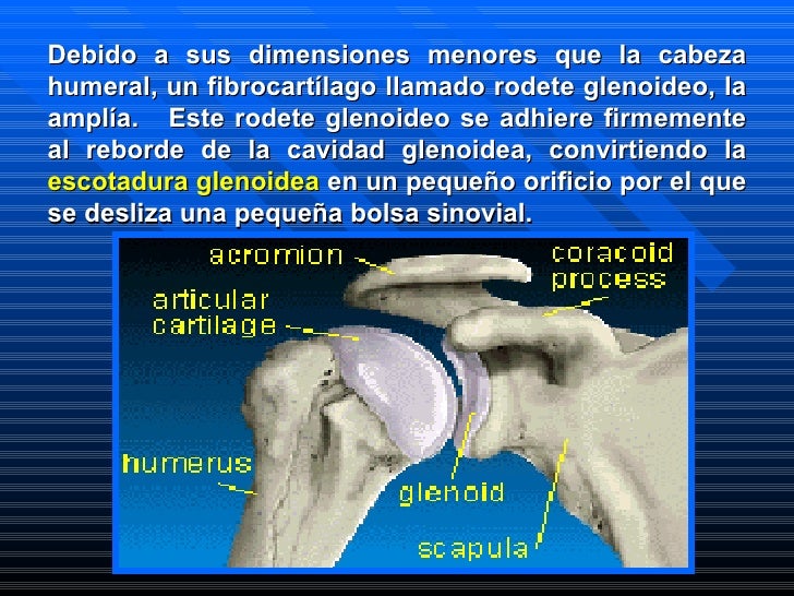 Anatomia hombro fisiot.