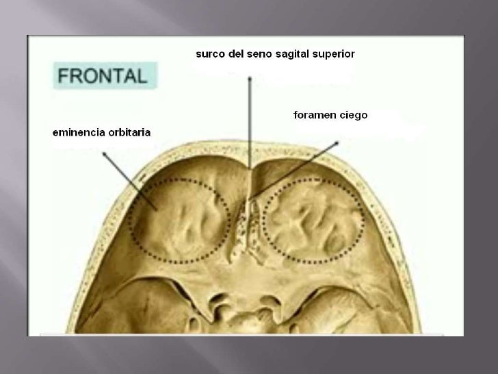 Anatomia hueso frontal