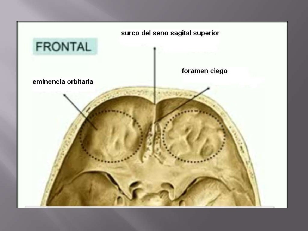 Anatomia hueso frontal