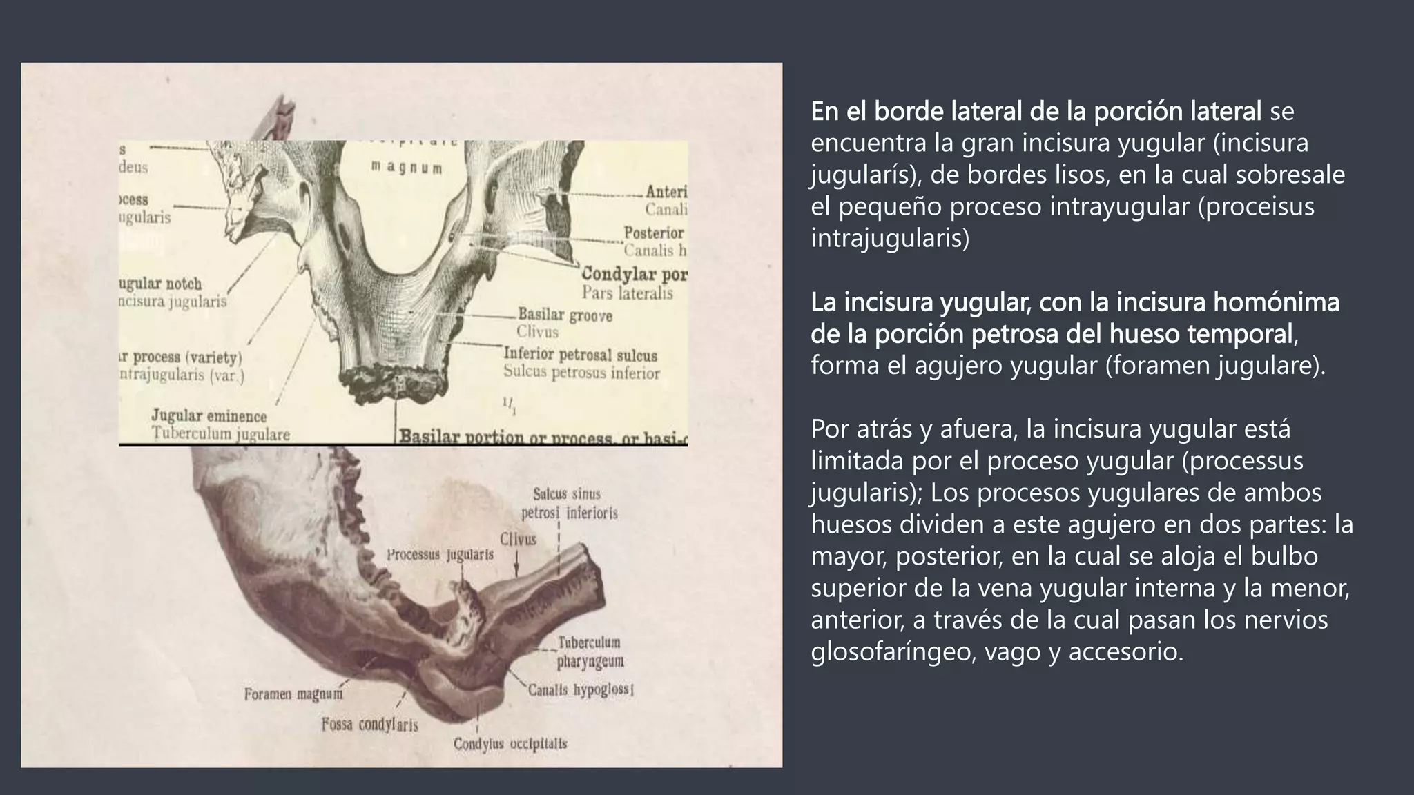 anatomia huesos de la cabeza.pptx