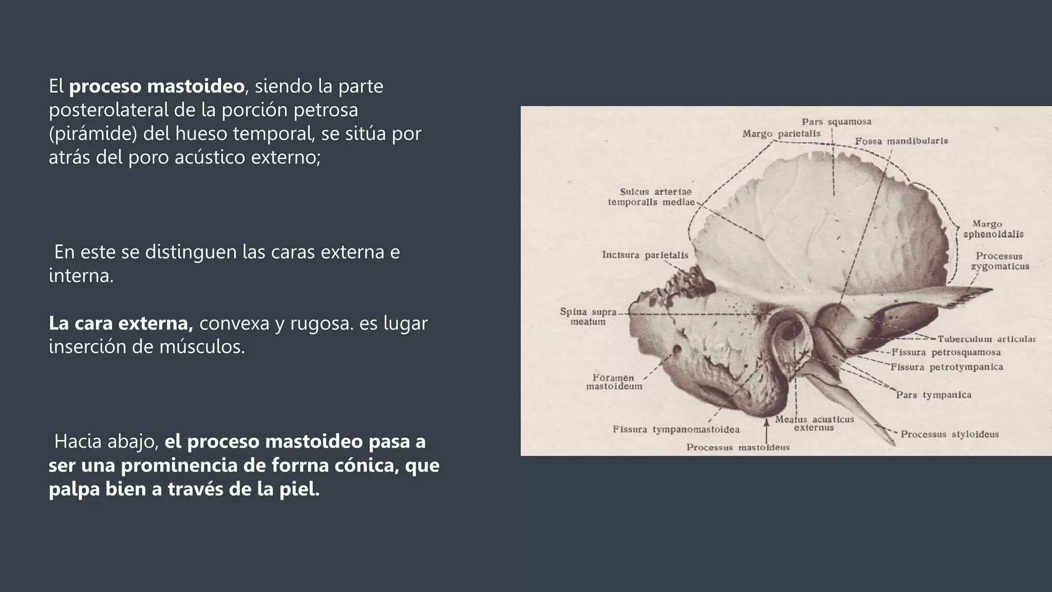 anatomia huesos de la cabeza.pptx