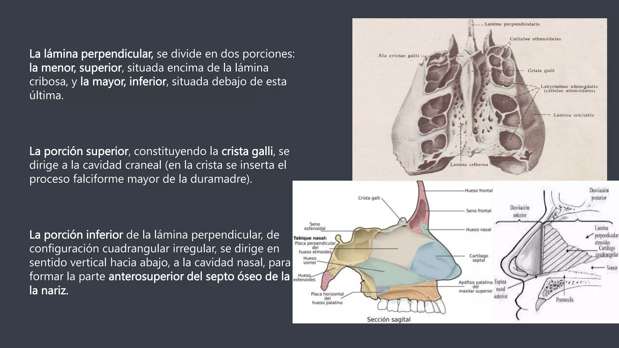 anatomia huesos de la cabeza.pptx