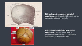 anatomia huesos de la cabeza.pptx