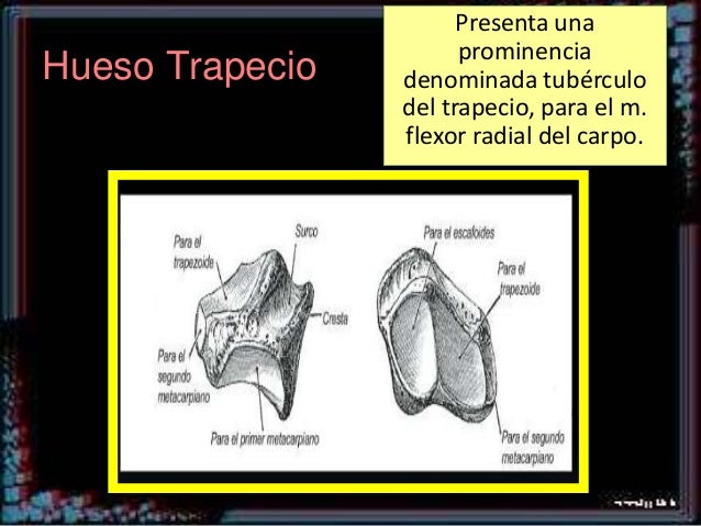 Luis Chango Anatomia huesos de la Mano y el Pie