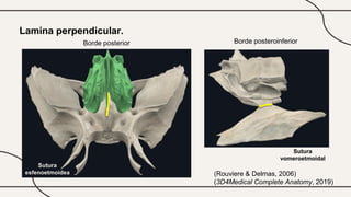 Anatomia del craneo: huesos del craneo (esfenoides, temporal, etmoides ...