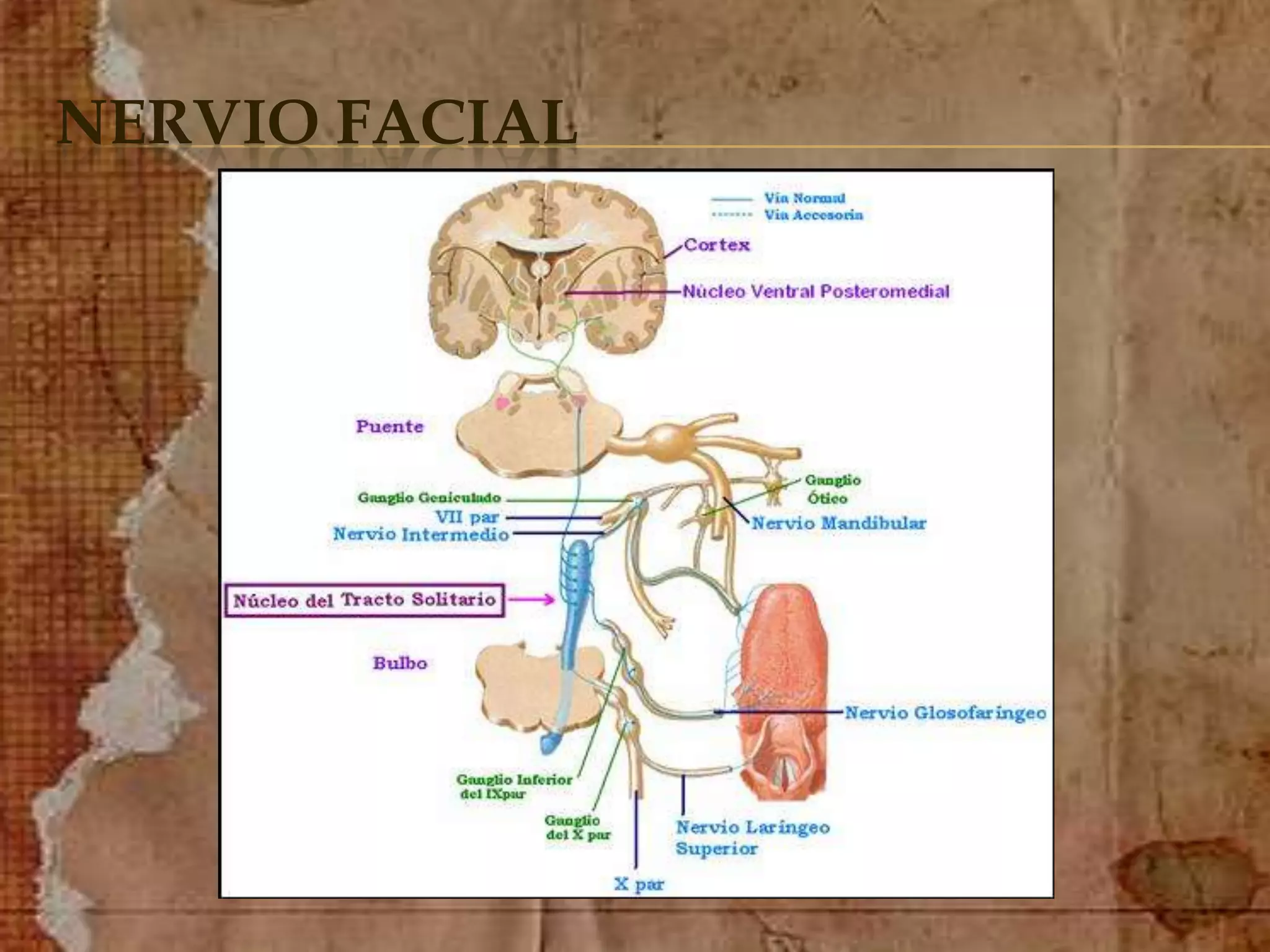 Anatomia humana | PPT