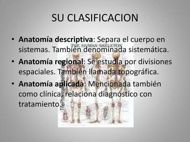Anatomia humana | PPTX | Science