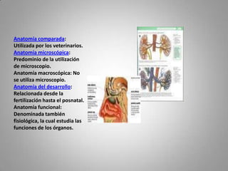 Anatomia humana | PPTX