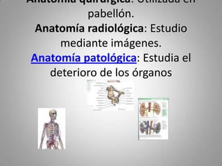 Anatomia humana | PPTX