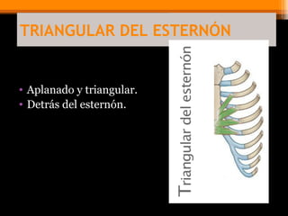 Miologia tórax | PPT