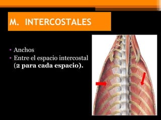 Miologia tórax | PPT