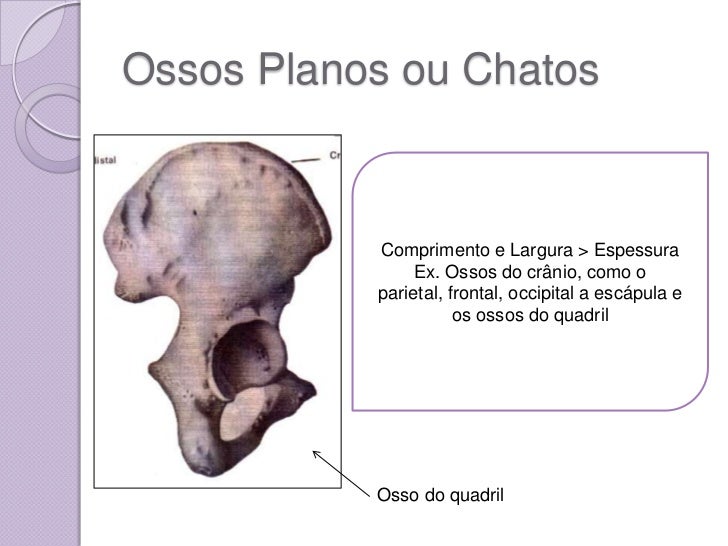 Anatomia humana