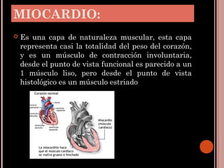 Aparato circulatorio | PPT