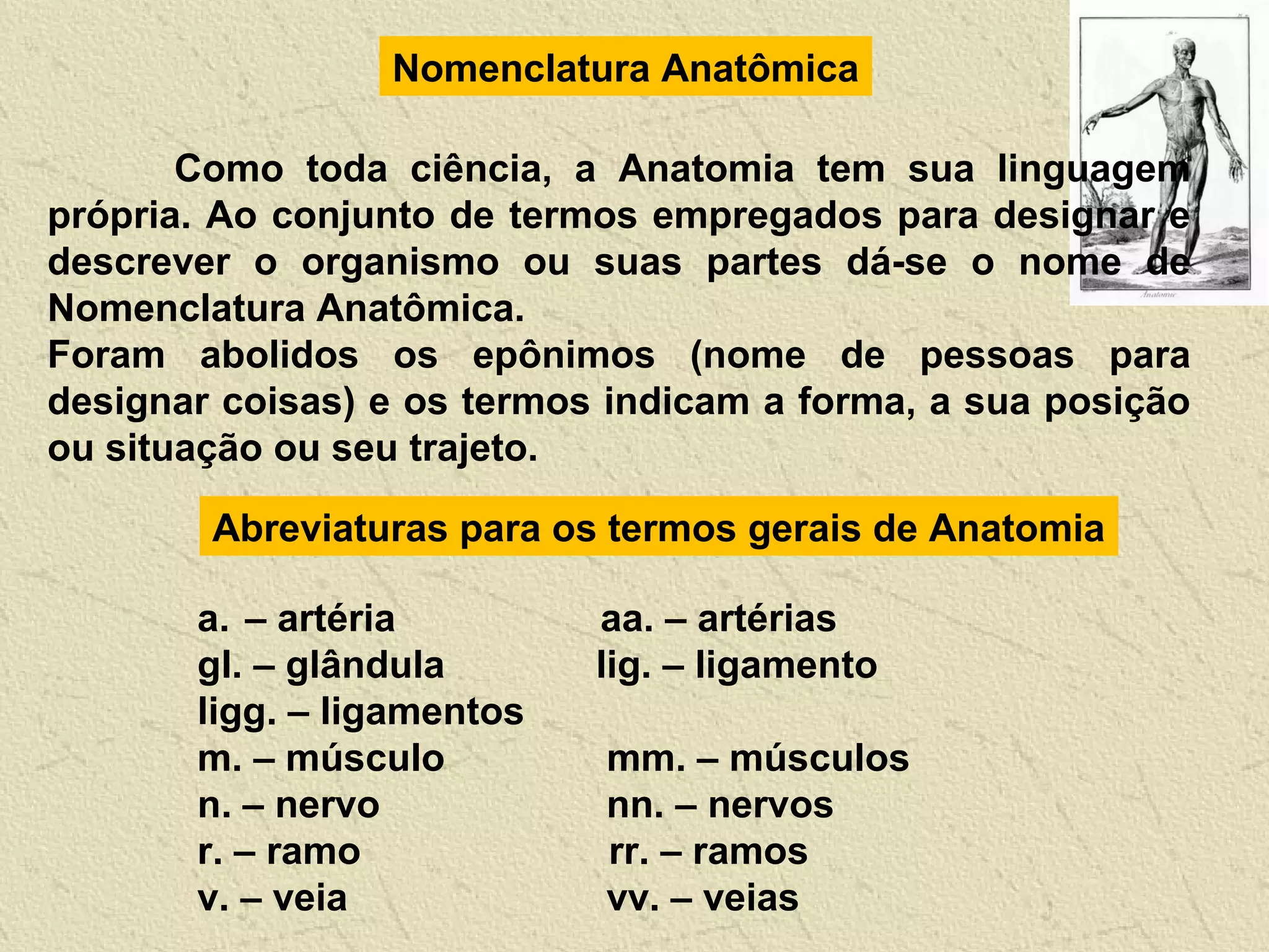 Anatomia humana | PPT