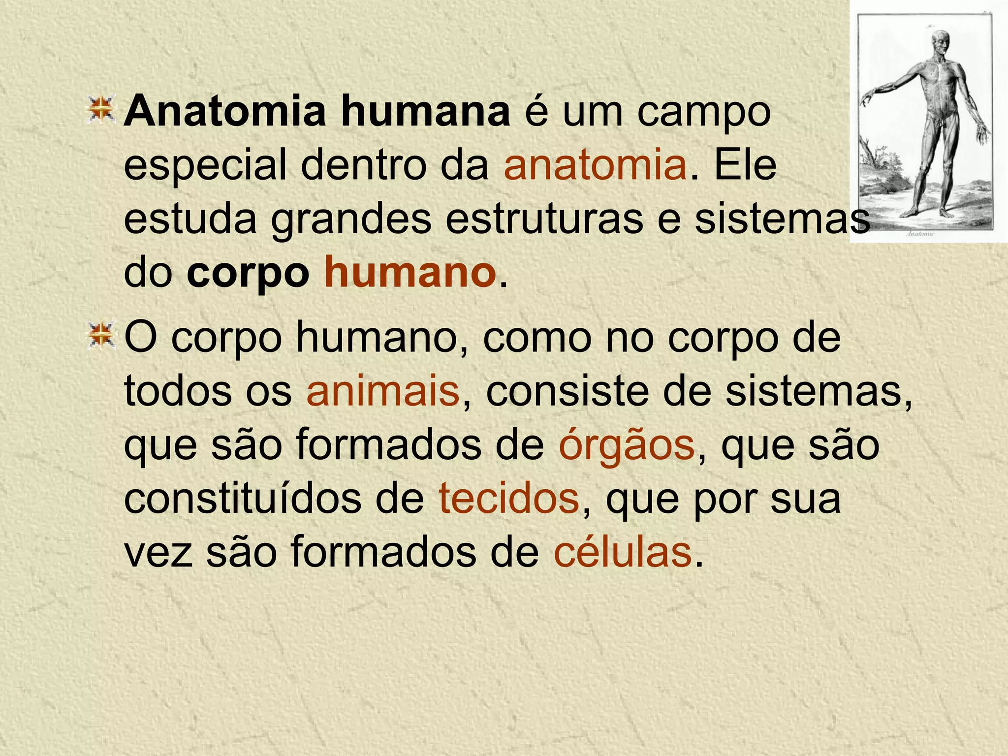 Anatomia humana | PPT