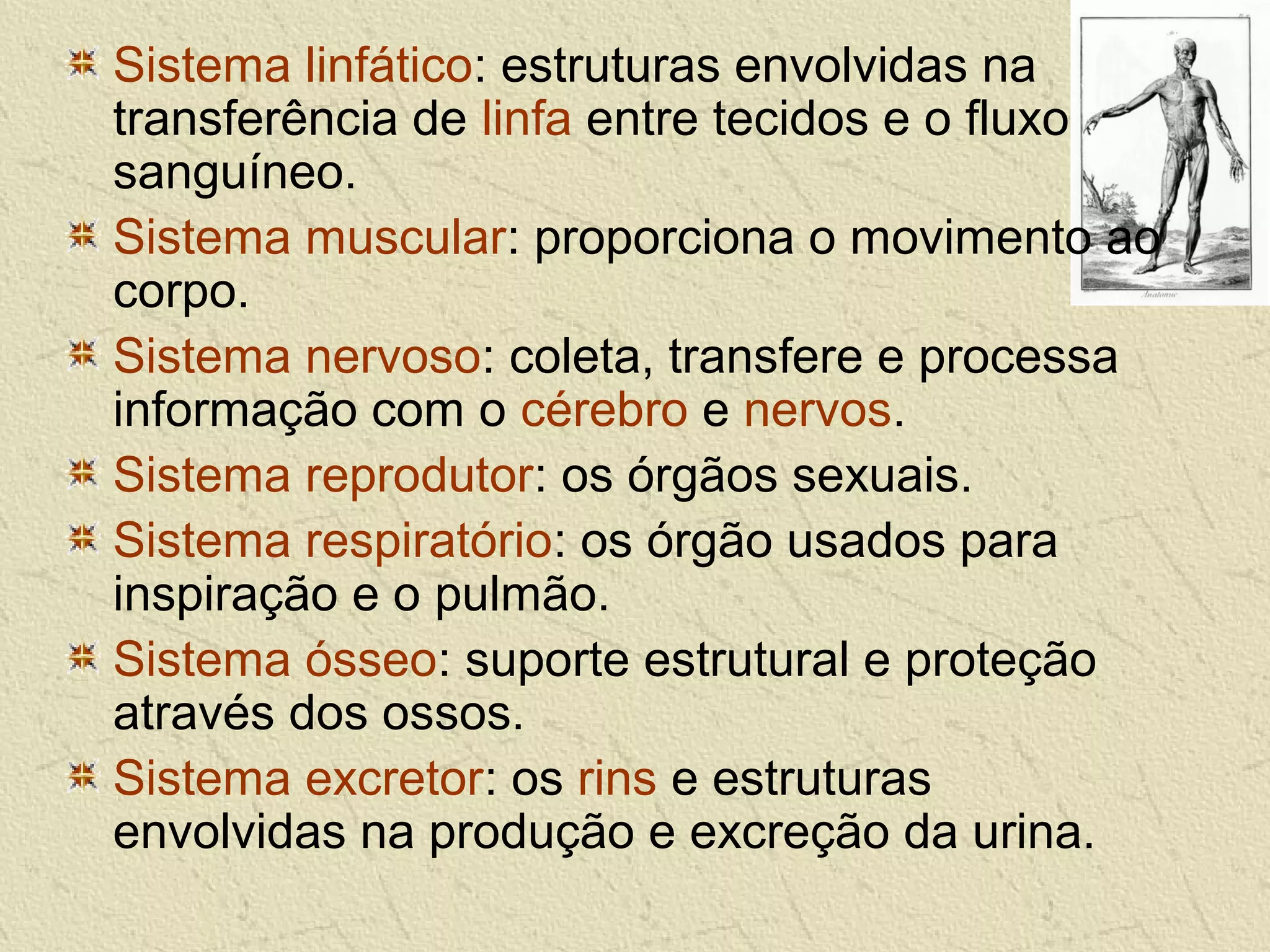 Anatomia humana | PPT