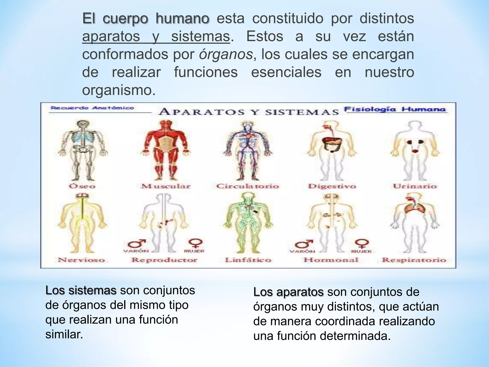 ANATOMIA HUMANA.ppt
