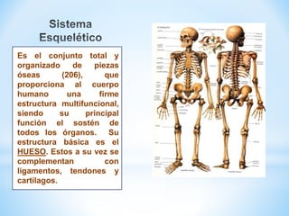 ANATOMIA HUMANA.ppt